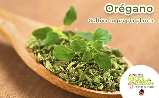 5 pasos para cultivar tu planta de orégano ecológico